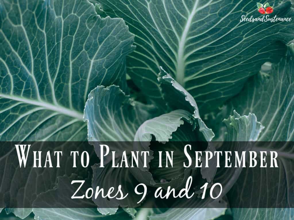 What to Plant in September - Seeds & Sustenance