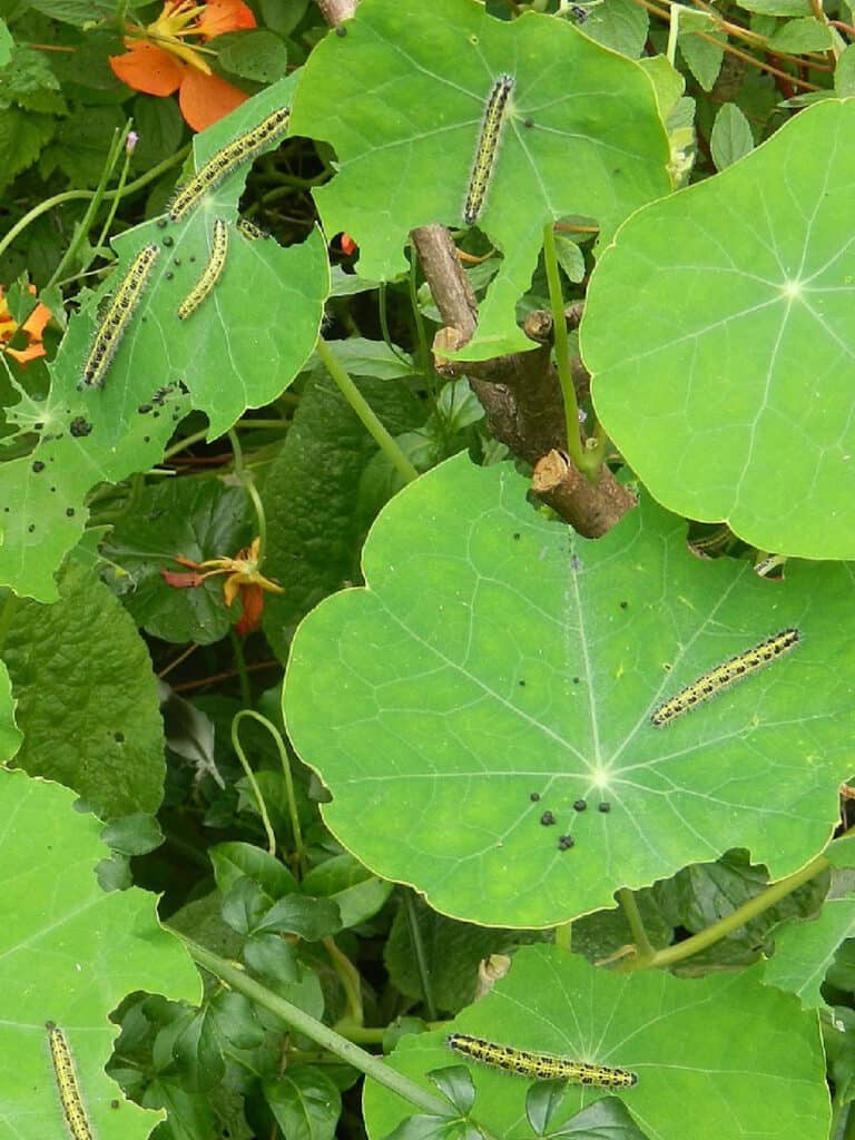 How To Get Rid Of Cabbage Worms Organically - Seeds & Sustenance