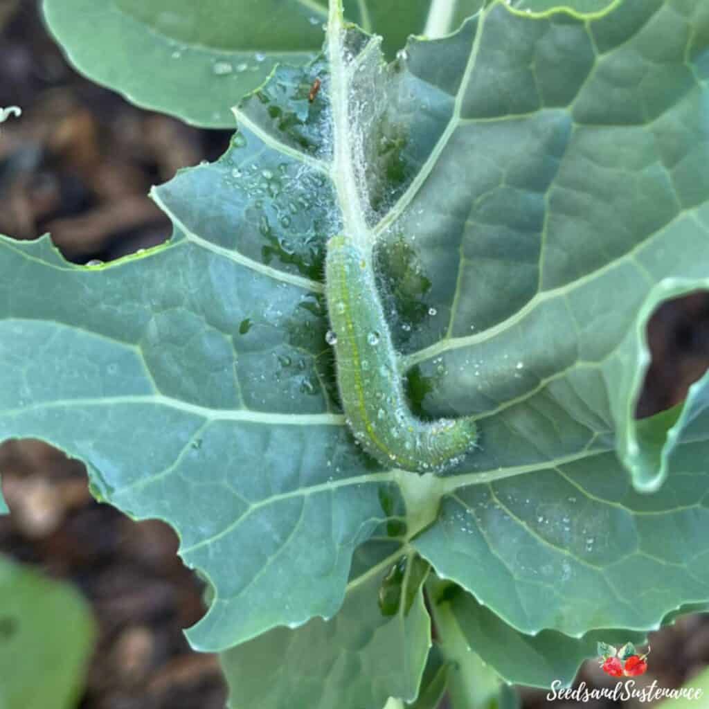 How to Get Rid of Cabbage Worms - Seeds & Sustenance